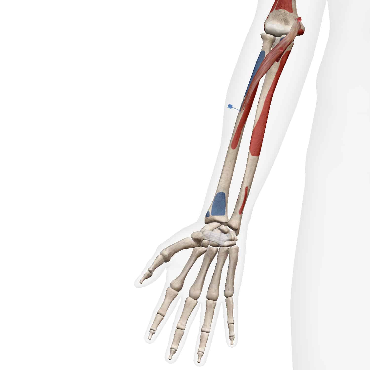 Pronator Teres - KETTLEBELL MONSTER™